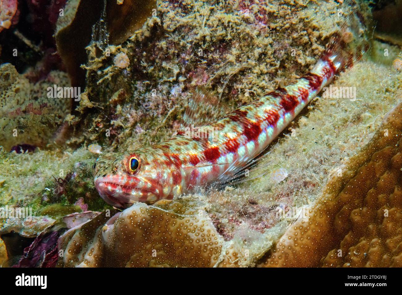 Variegated lizardfish (Synodus variegatus) lies between stony corals ...