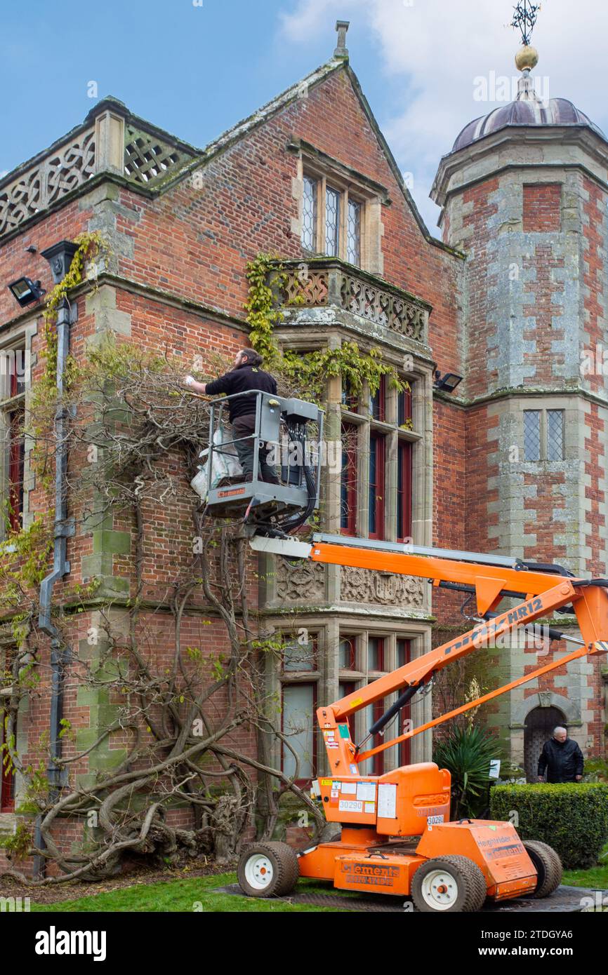 National trust gardener on a cherry picker lift puning the wisteria at ...