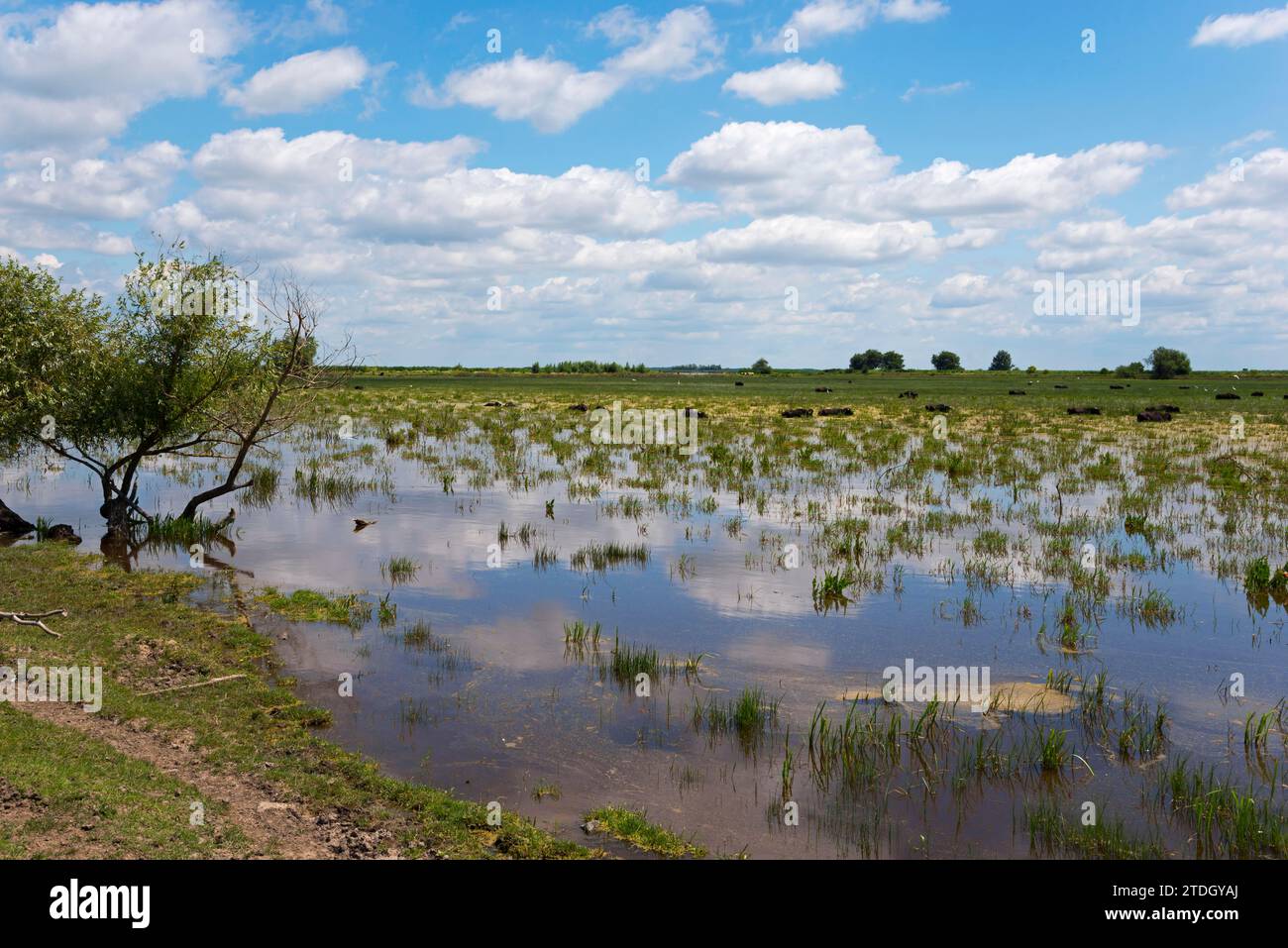 Fish pond, water buffalo in the background, Hortobagy fish ponds ...