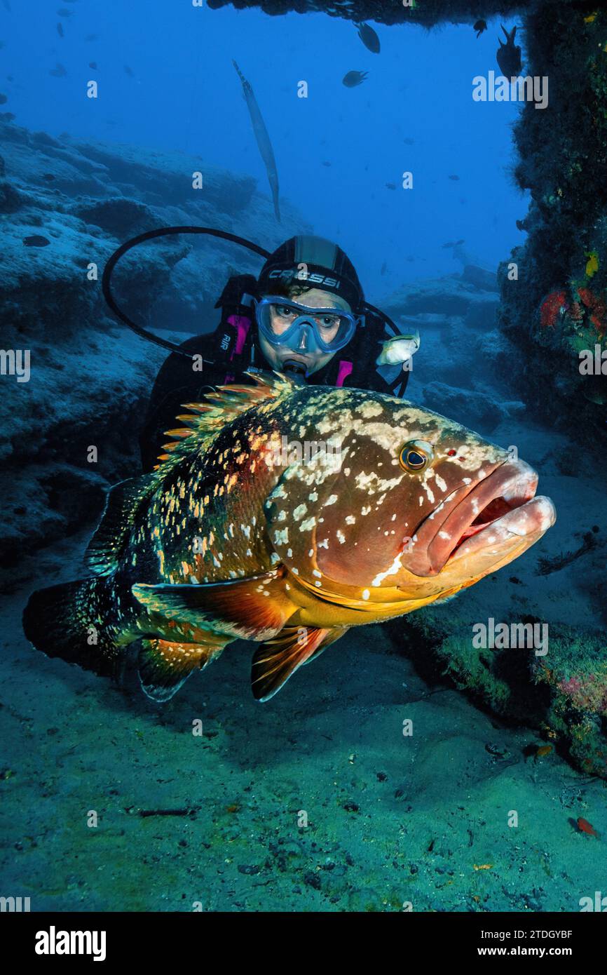 Large dusky grouper (Epinephelus marginatus) swimming in front of a ...