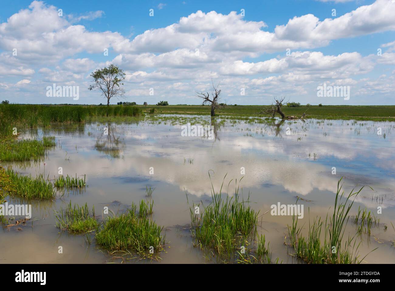 Fish pond, Hortobagy fish ponds, Hortobagyi halasto, Hortobagy ...