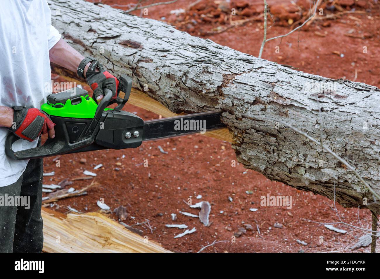 On forest, professional lumberjack cuts trees with chainsaw Stock Photo ...
