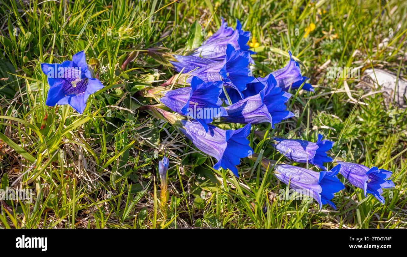 Enziane hi-res stock photography and images - Alamy