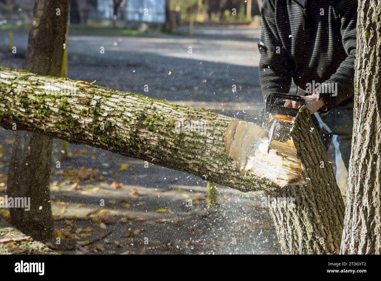 Removing cutting down trees that have been damaged by hurricane winds ...