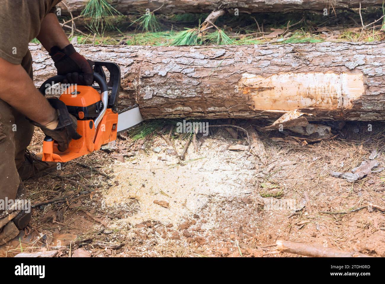 An experienced lumberjack cuts trees using gasoline powered chainsaw on ...