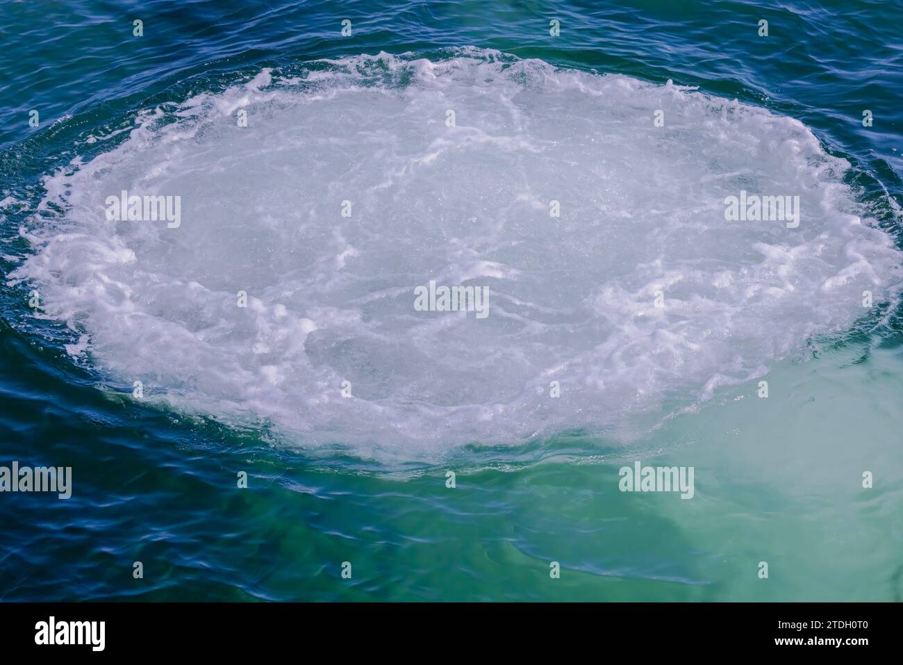 Sign of Humpback Whales Bubble Netting Stock Photo - Alamy