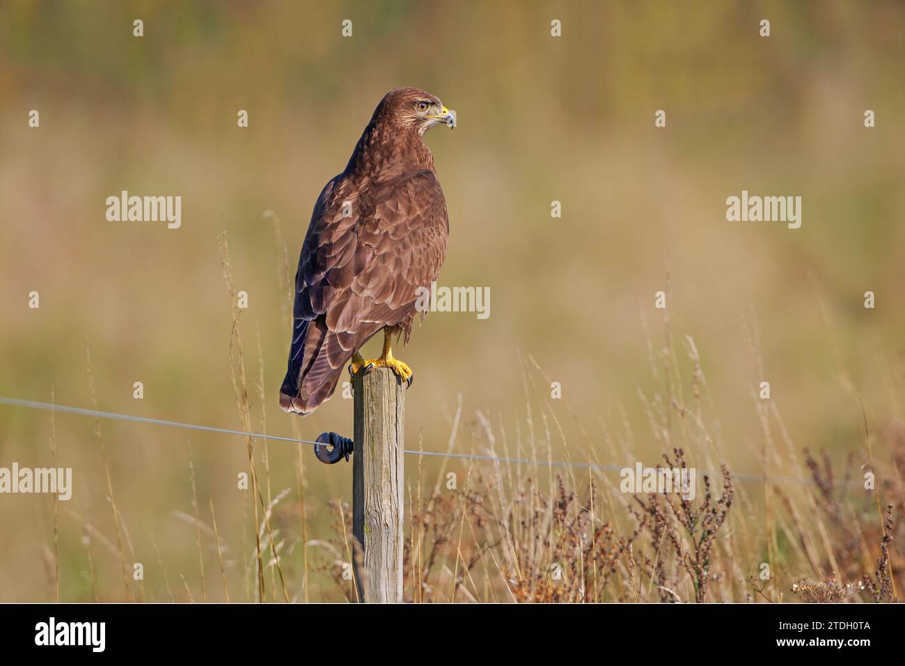 Buzzard photograph hi-res stock photography and images - Alamy