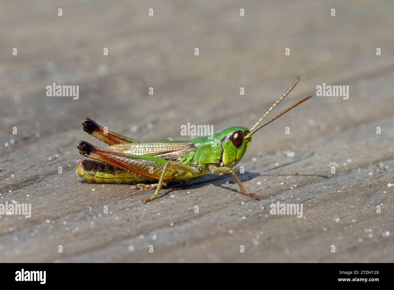 Flying grasshopper hi-res stock photography and images - Alamy