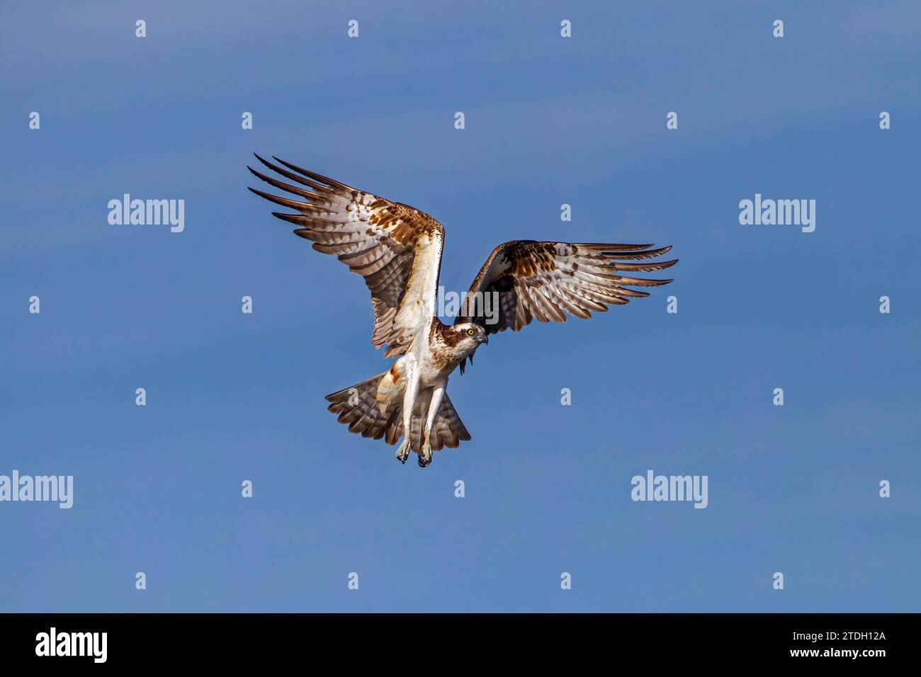 Photography of osprey in flight hi-res stock photography and images - Alamy