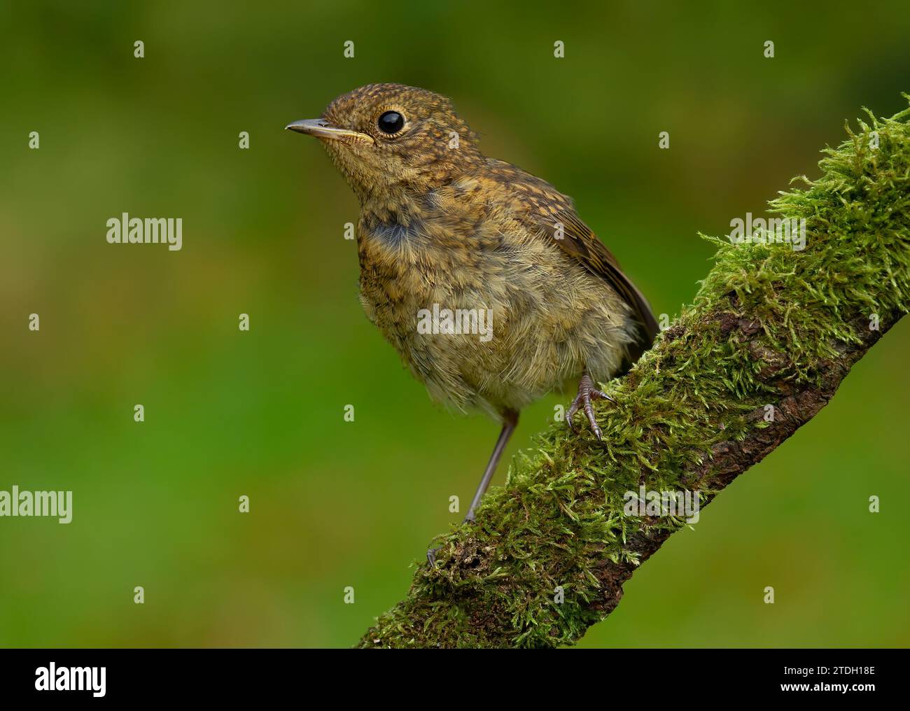 Juvenile European Robin Stock Photo - Alamy