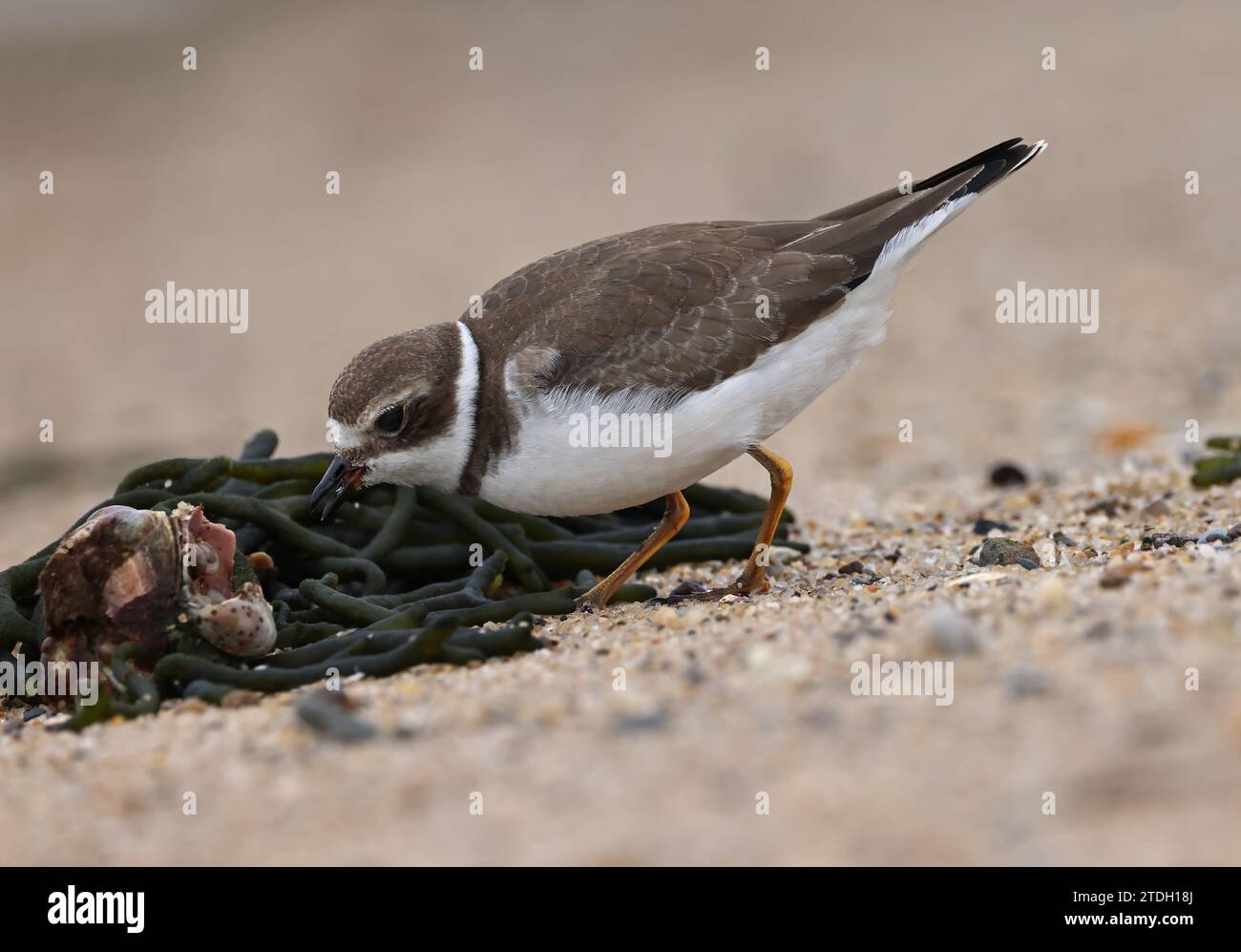 Semipalmated Plover Feeding on Beach Stock Photo - Alamy