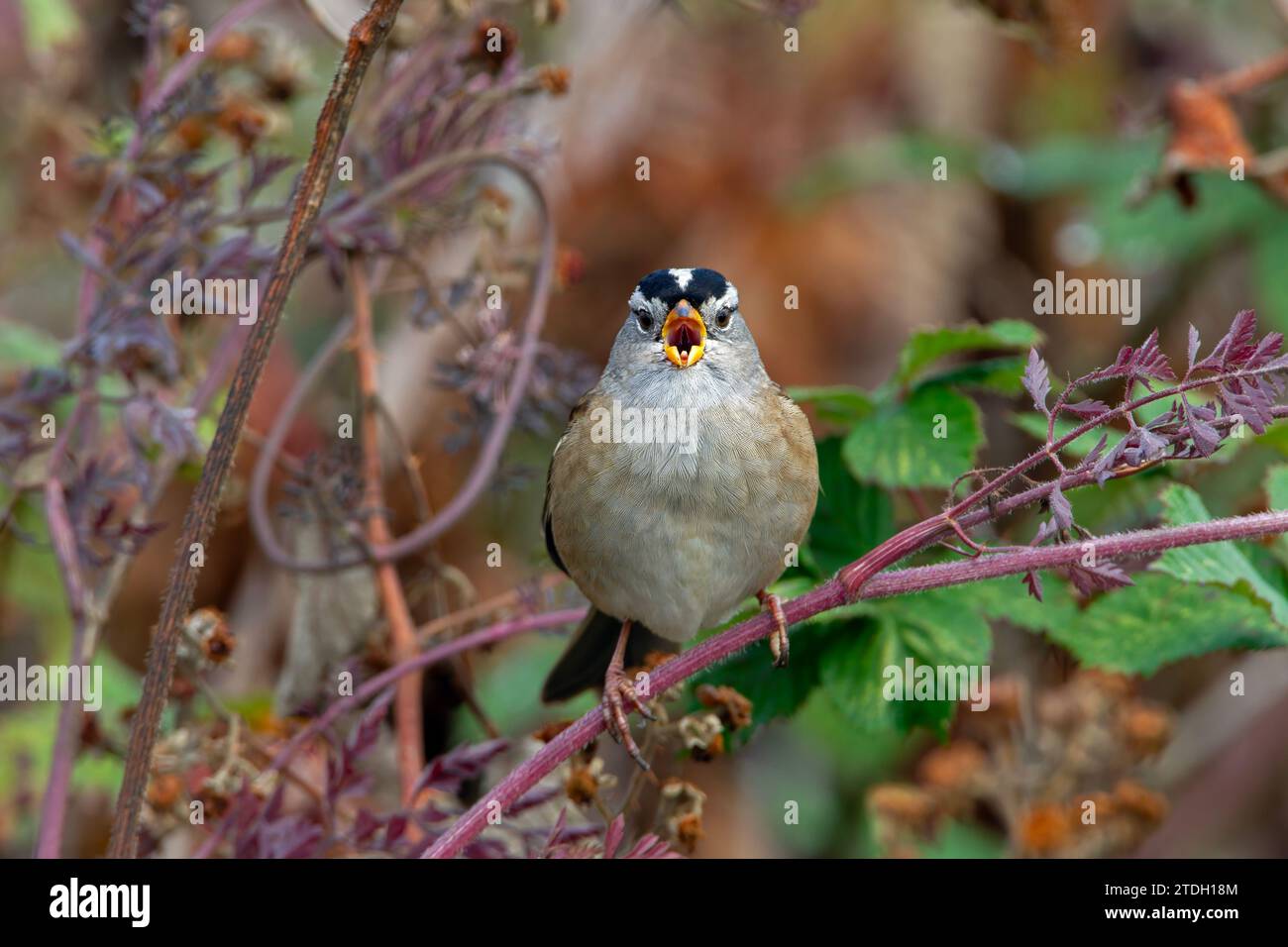 White Crowned Sparrow Singing Stock Photo - Alamy