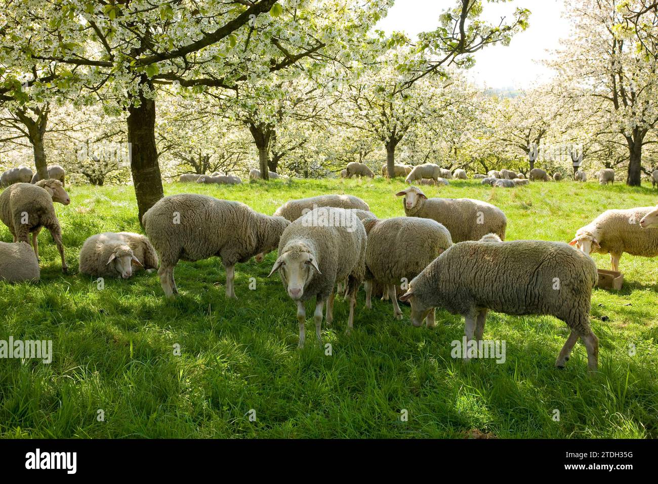 Growing sheep hi-res stock photography and images - Alamy