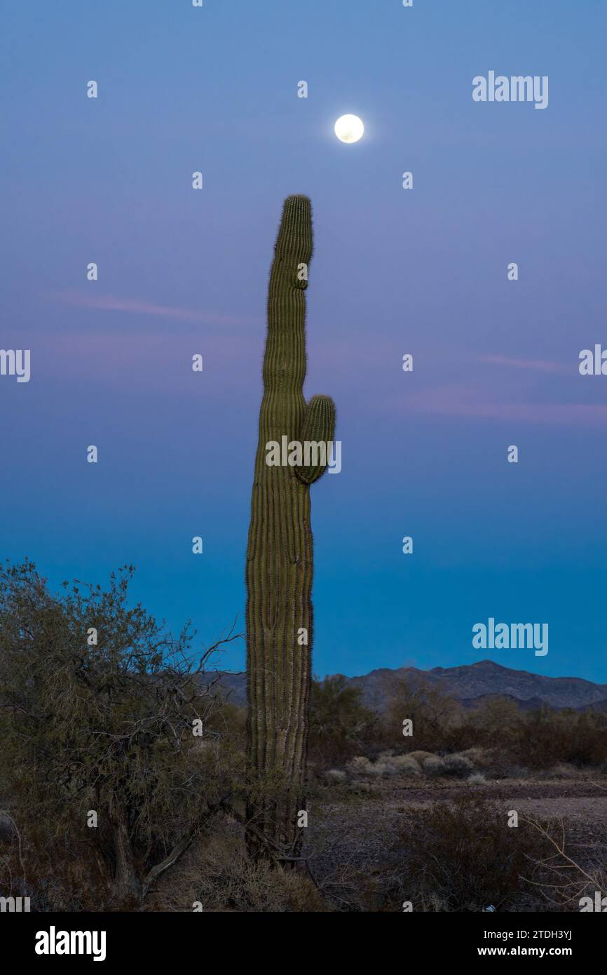 The full moon and saguaro cactus at evening twilight in the Sonoran ...