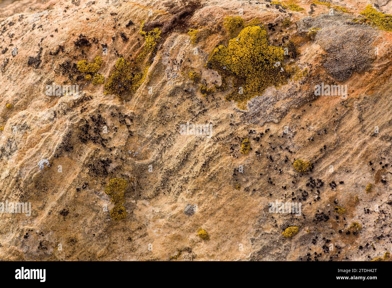 Colorful crustose lichens on a sandstone boulder in the desert near ...