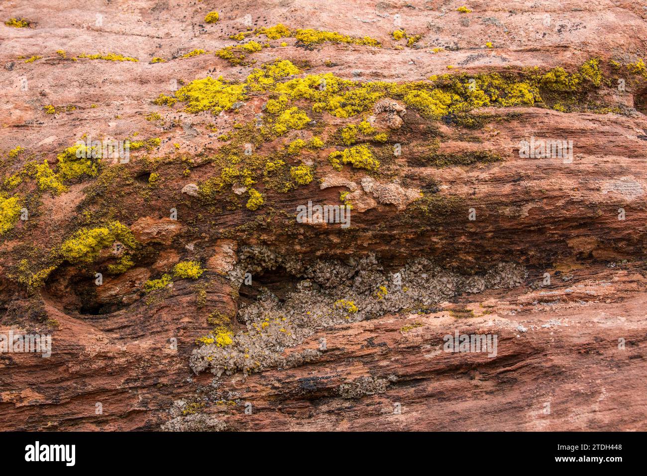 Crustose and foliose lichens on a sandstone boulder in the desert near ...