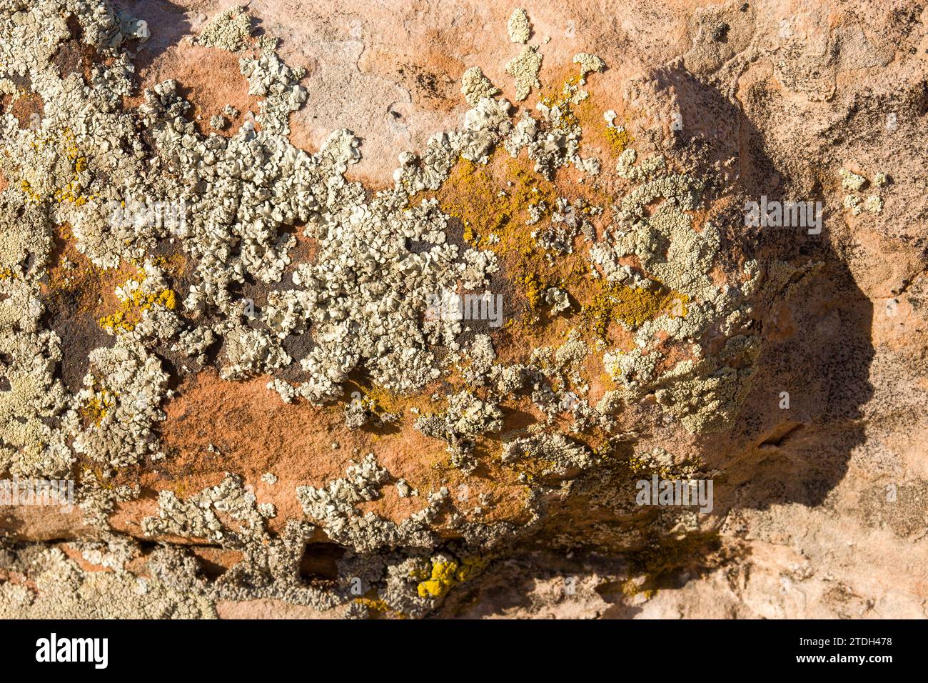 Lichens crustose lichens on sandstone hi-res stock photography and ...
