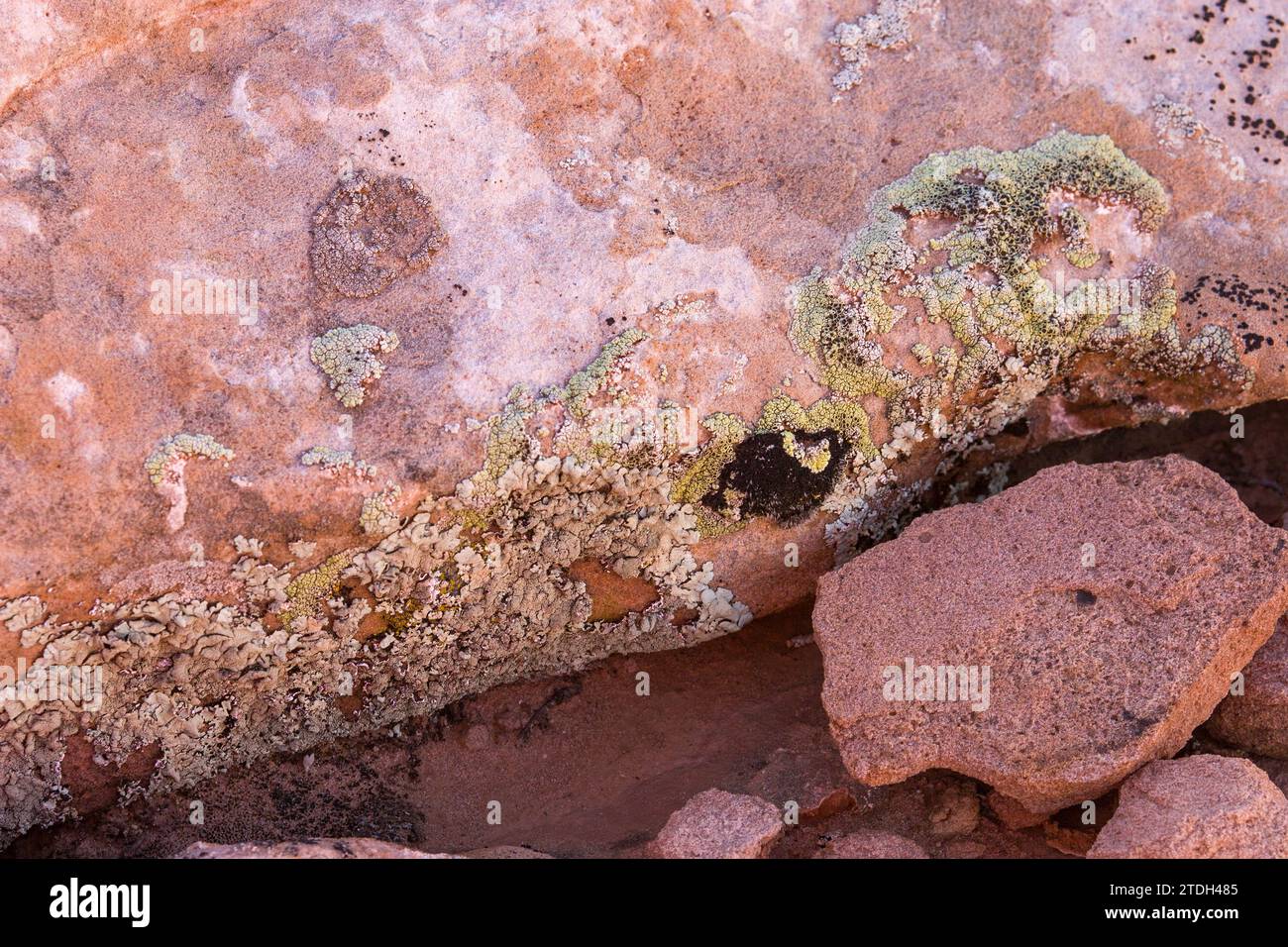 Lichens crustose lichens on sandstone hi-res stock photography and ...