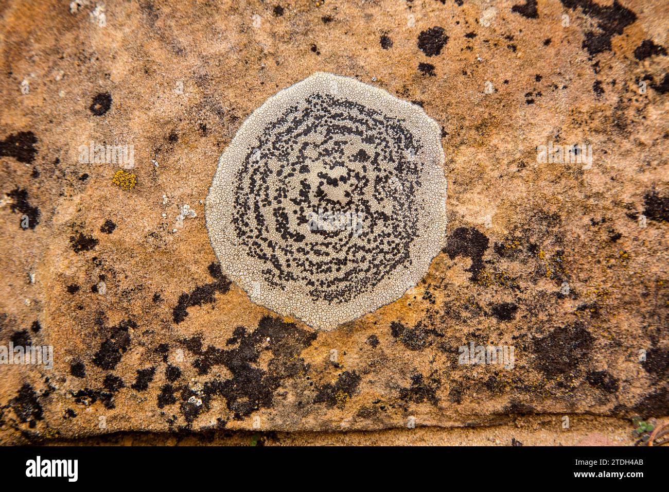 Lichen in the desert hi-res stock photography and images - Alamy