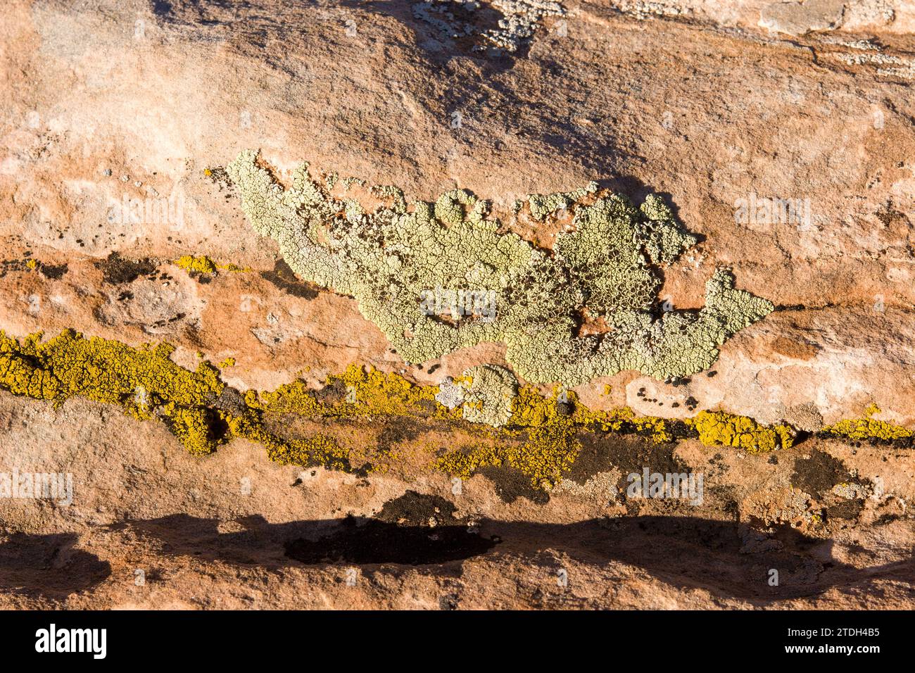Lichens crustose lichens on sandstone hi-res stock photography and ...
