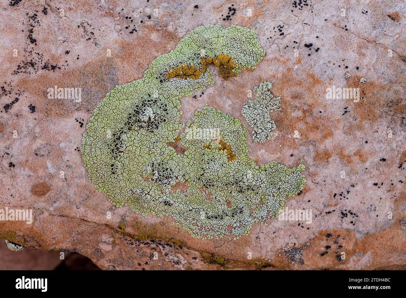 Lichen in the desert hi-res stock photography and images - Alamy