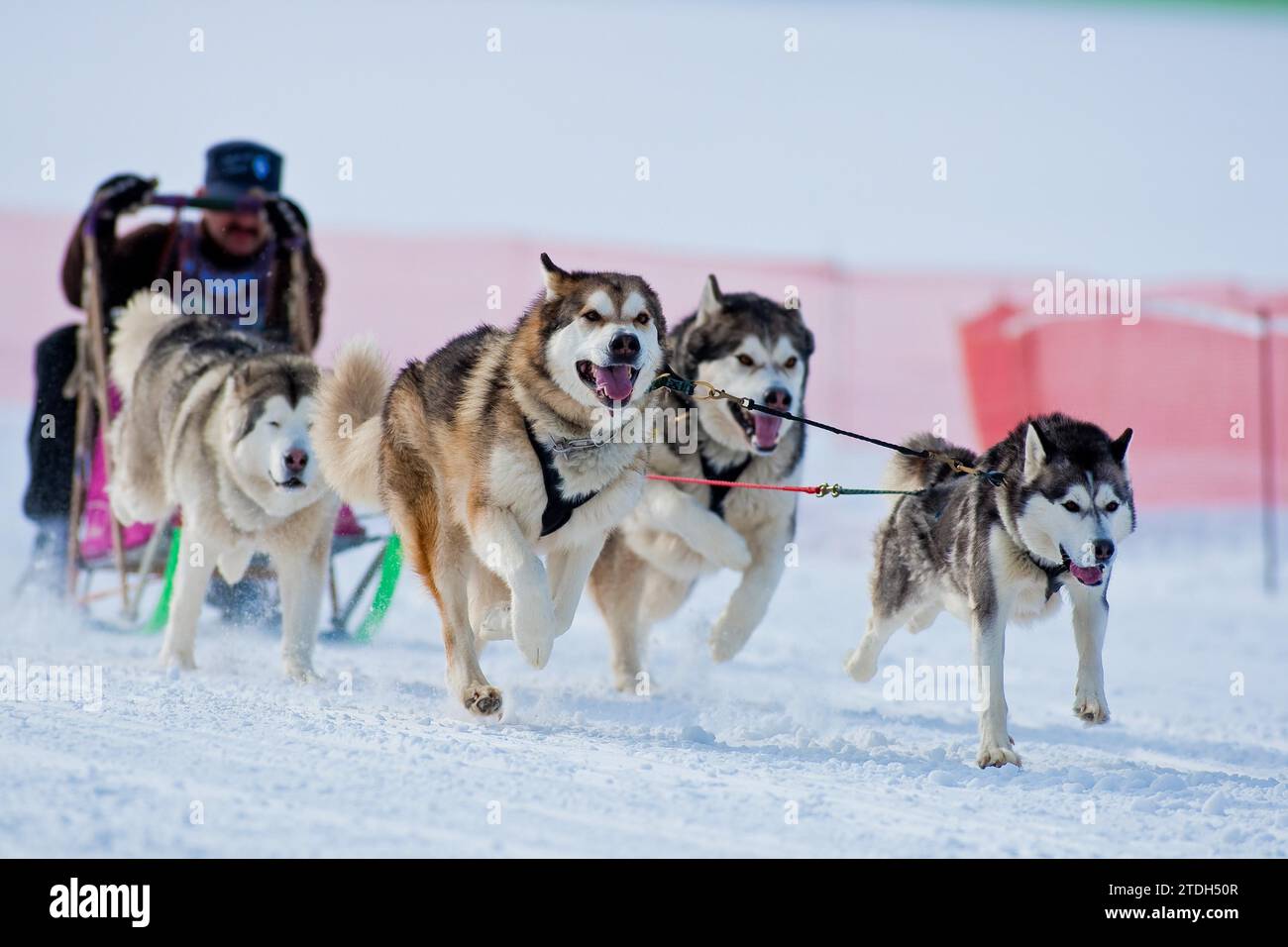 Sled dog race in Nassau Erzgeb Stock Photo - Alamy