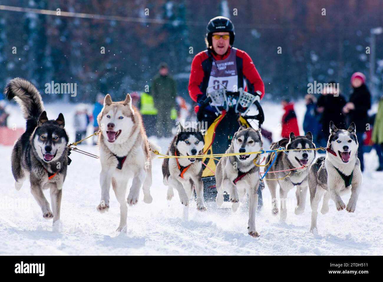 Sled dog race in Nassau Erzgeb Stock Photo - Alamy