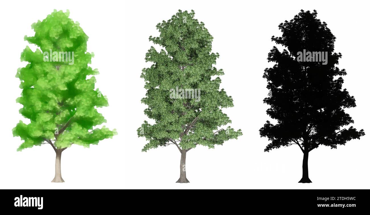 Set or collection of Mockernut Hickory trees, painted, natural and as a ...