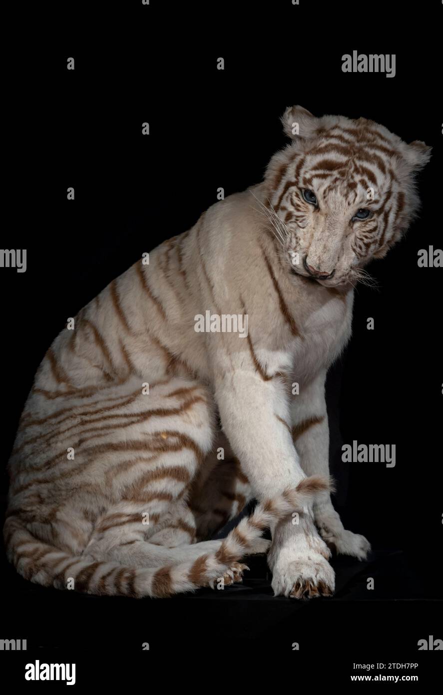 Caracal jump hi-res stock photography and images - Alamy