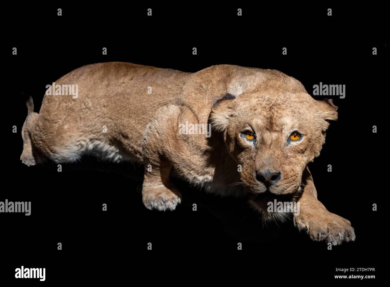 Paris, France - 06 10 2023: The Great Evolution Gallery of Paris ...