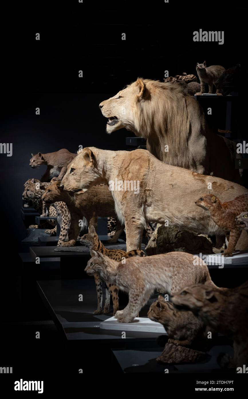 Paris, France - 06 10 2023: The Great Evolution Gallery of Paris ...