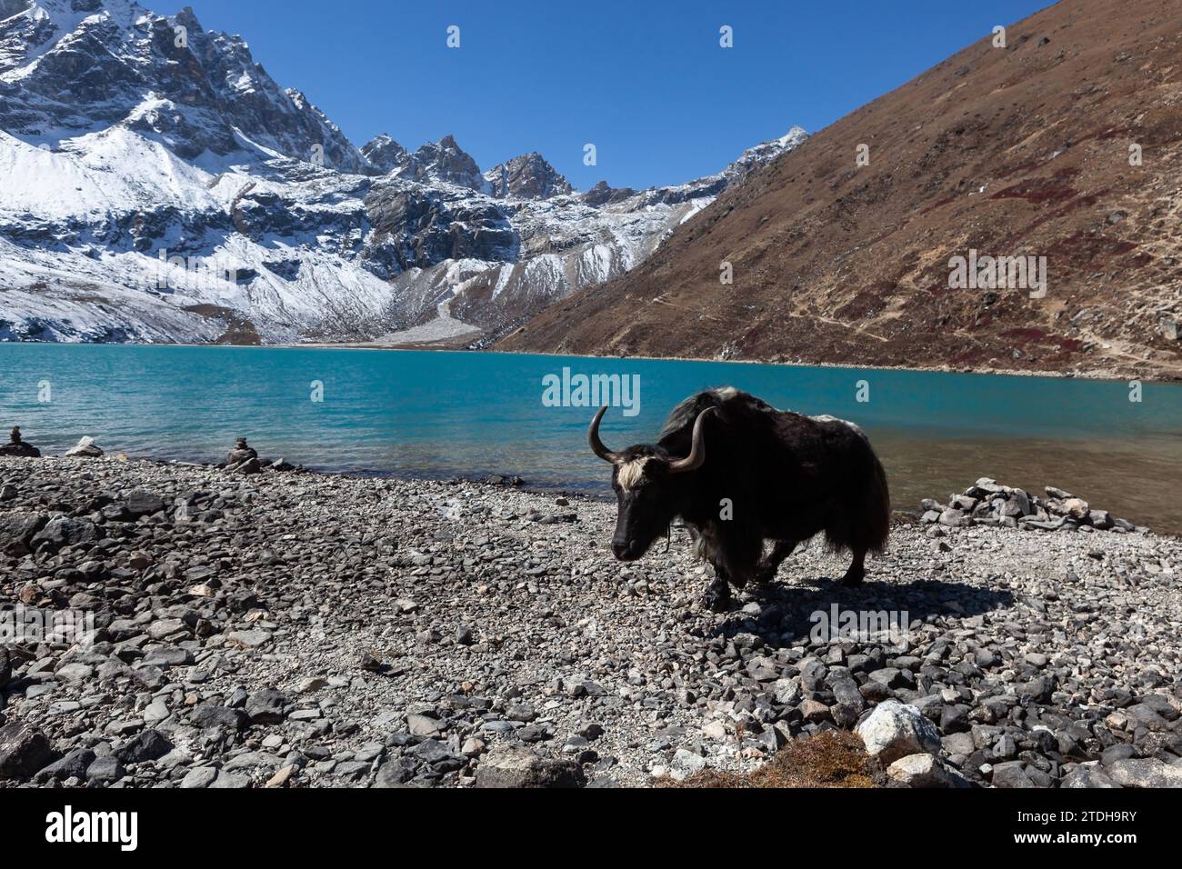 Black yak grazing near Gokyo lake in Himalayas, Nepal. Beautiful Gokyo ...