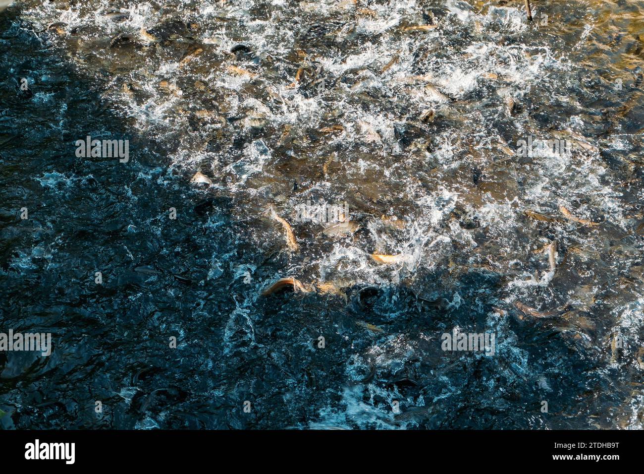 Rainbow trout farm trout fishery hi-res stock photography and images ...