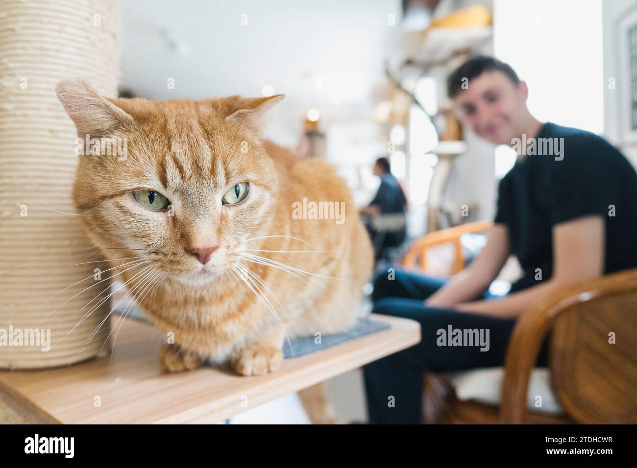 A family enjoy their time in an unusual cat cafe surrounded by cats ...