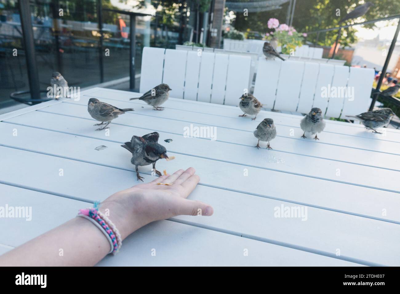 Small birds take some food from an outstretched hand in a restaurant ...