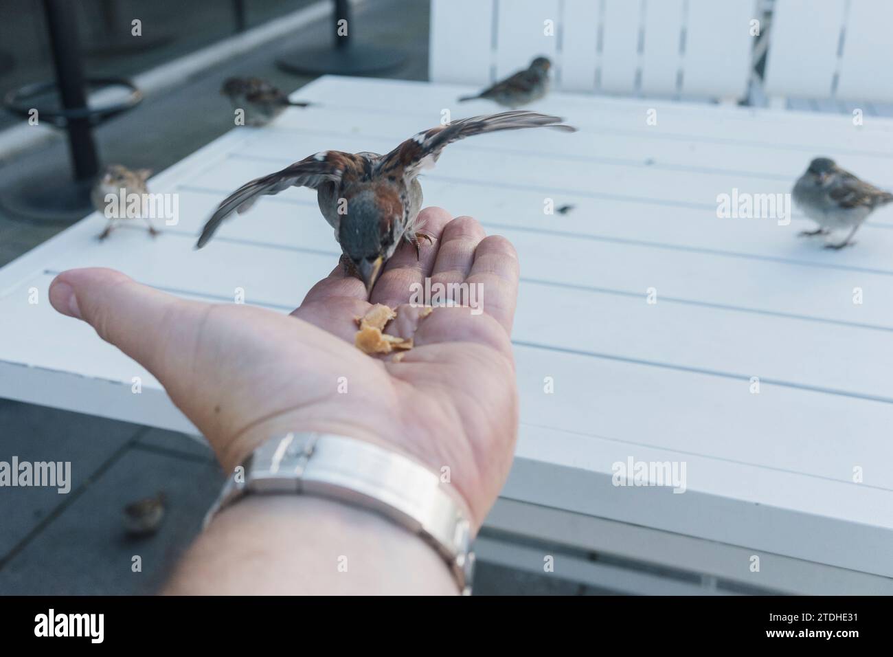 Small birds take some food from an outstretched hand in a restaurant ...