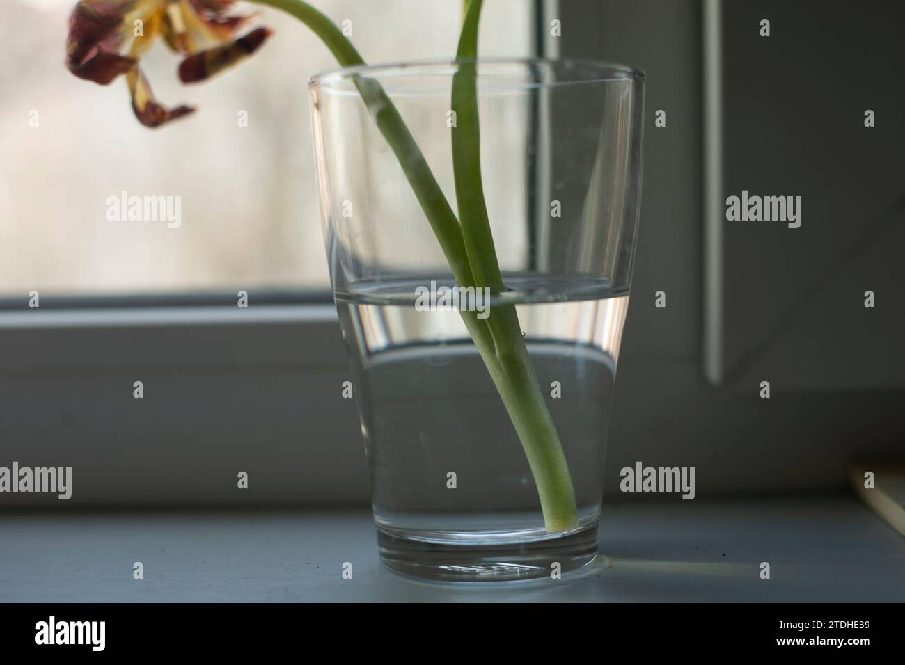 Flower in a vase on the window. The plant house. A withered flower ...