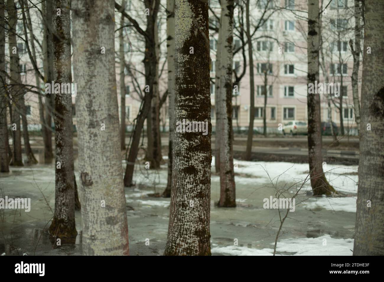 Trees standing in the water. Melting snow. The trees in the park. Early ...