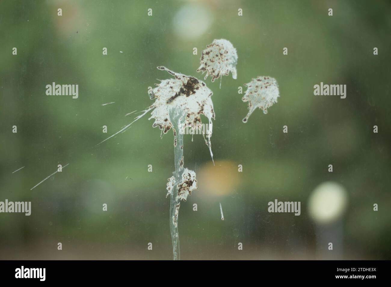 Bird droppings on glass. Dirt on window. Trace of bird droppings on ...