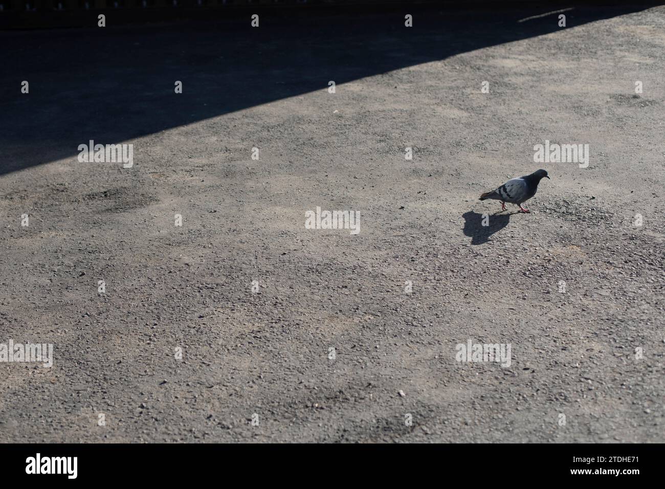 The pigeon is on asphalt. City bird on the street. The shadow on the ...