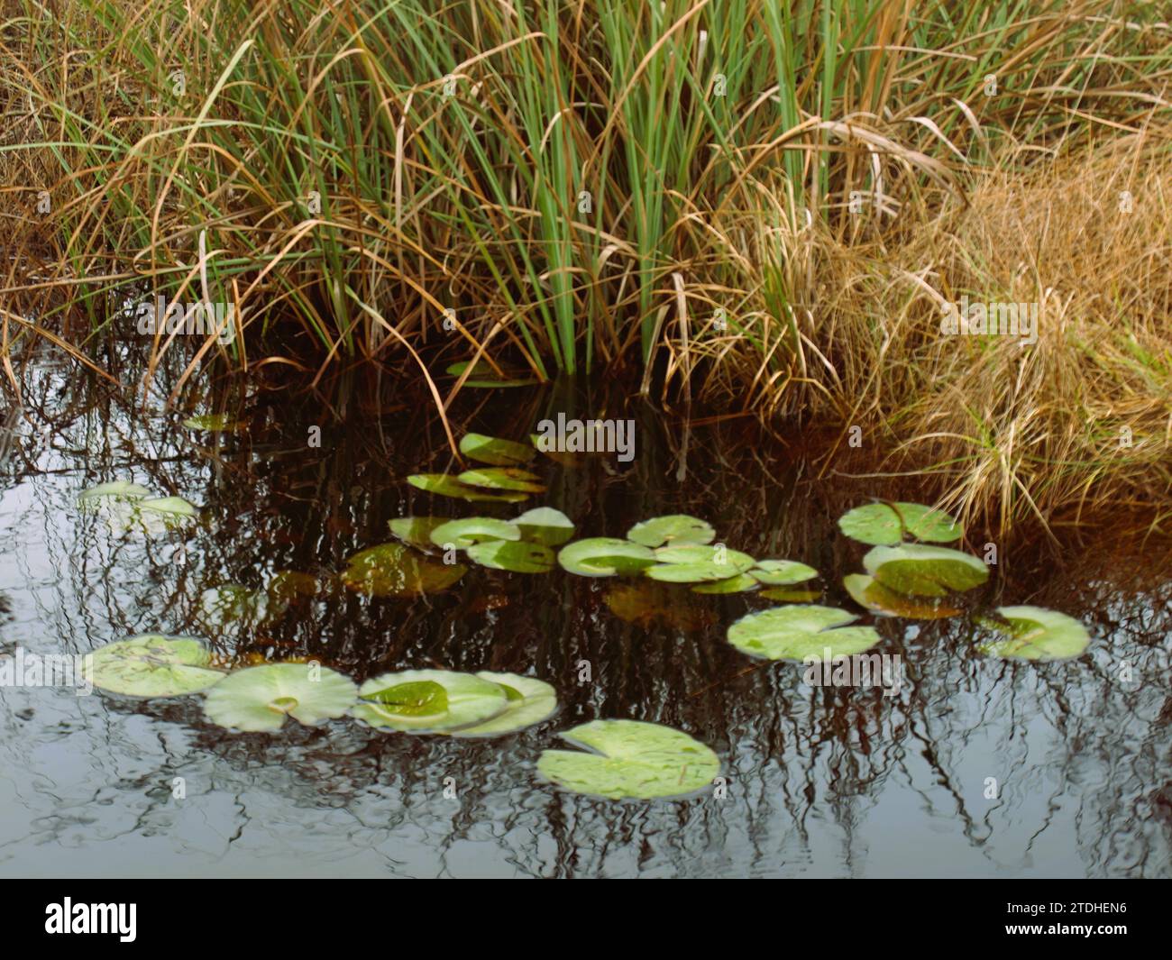 Water lilies, tall grass, and a pond on an Alabama nature trail Stock ...
