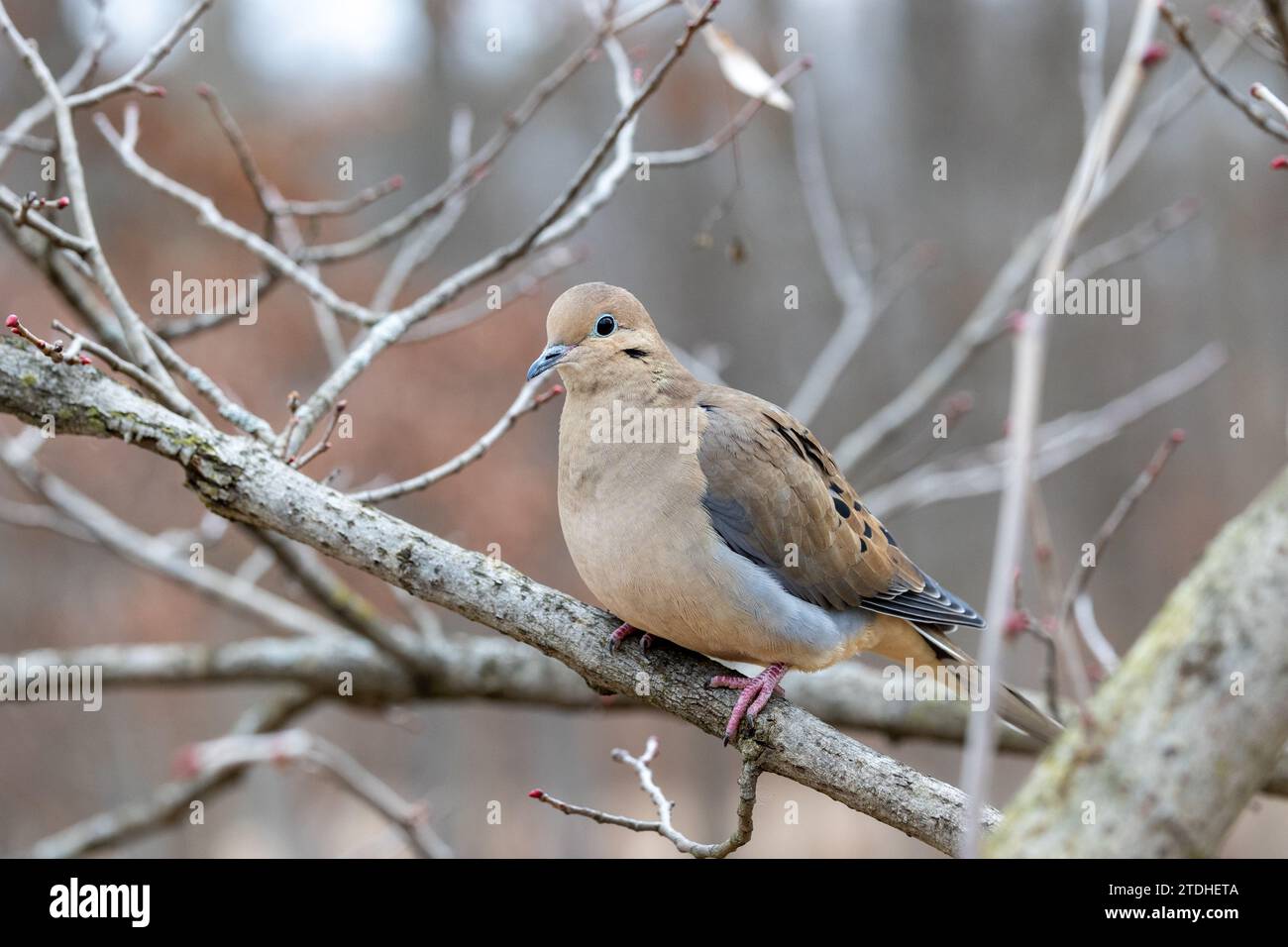 Closeup turtle perched on branch hi-res stock photography and images ...