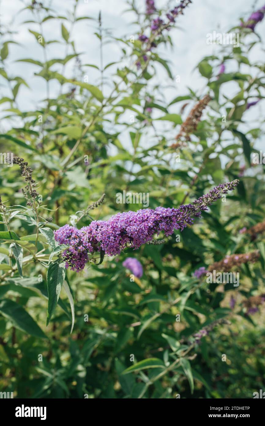 Buddleja davidii, summer lilac, butterfly-bush, or orange eye in the ...