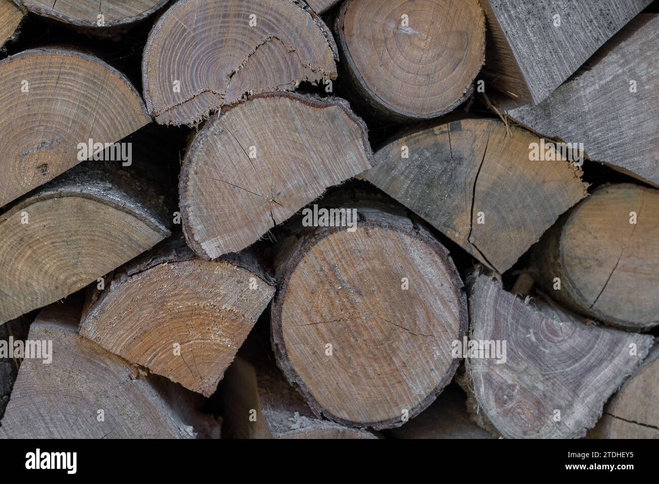 Abstract background made with wooden trunks of various freshly ...