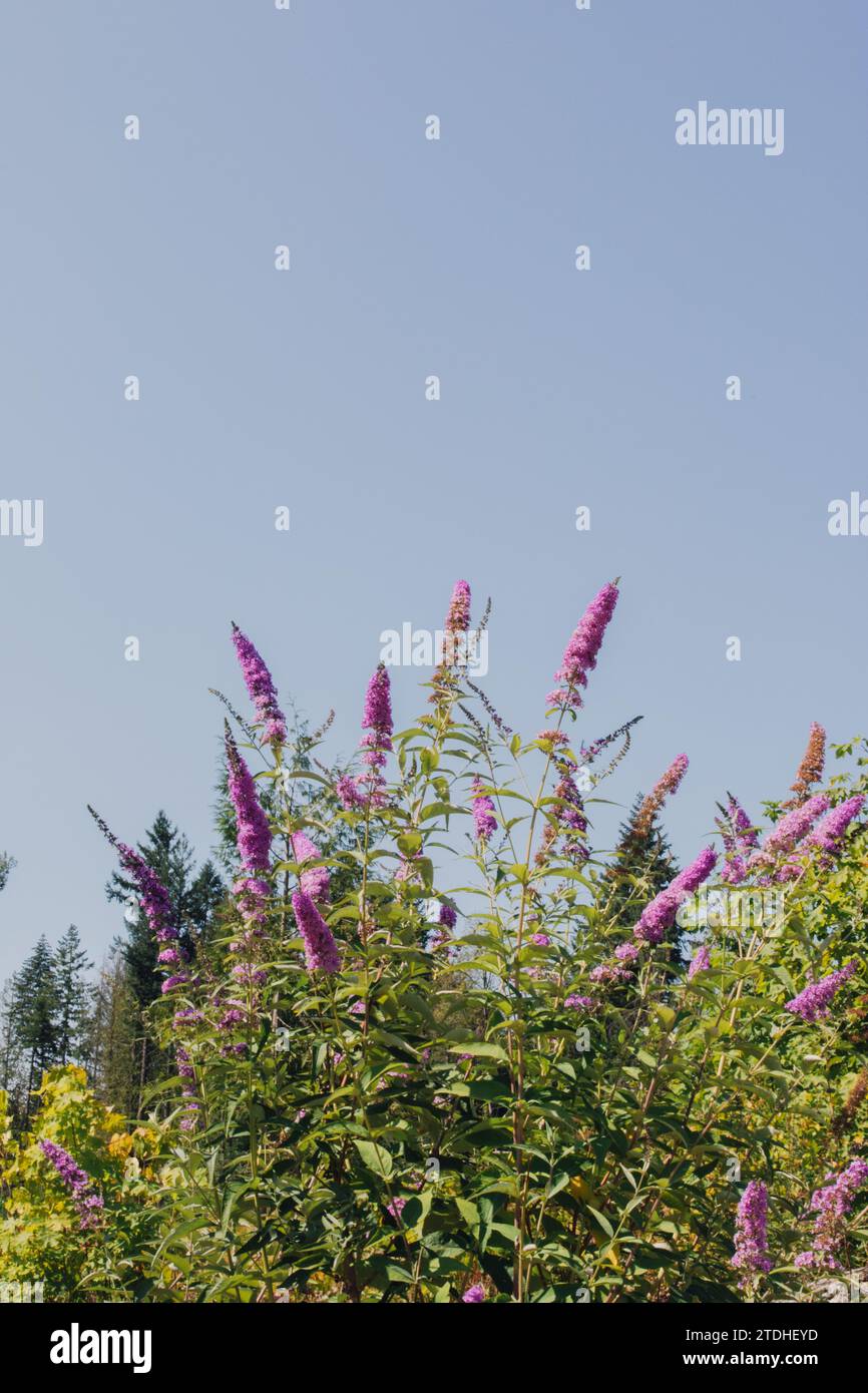 Buddleja davidii, summer lilac, butterfly-bush, or orange eye in the ...