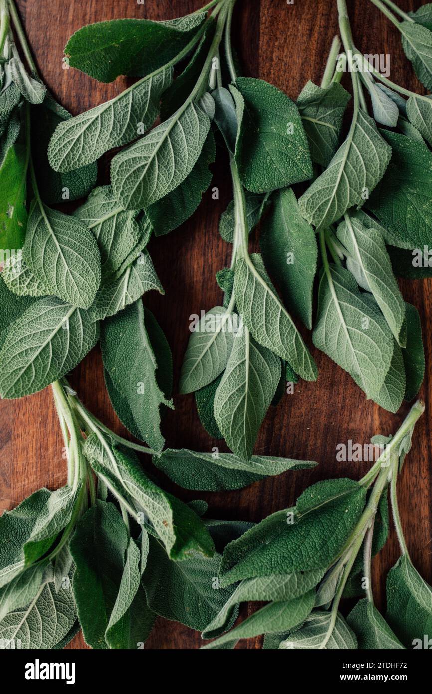 Green sage herb hi-res stock photography and images - Alamy