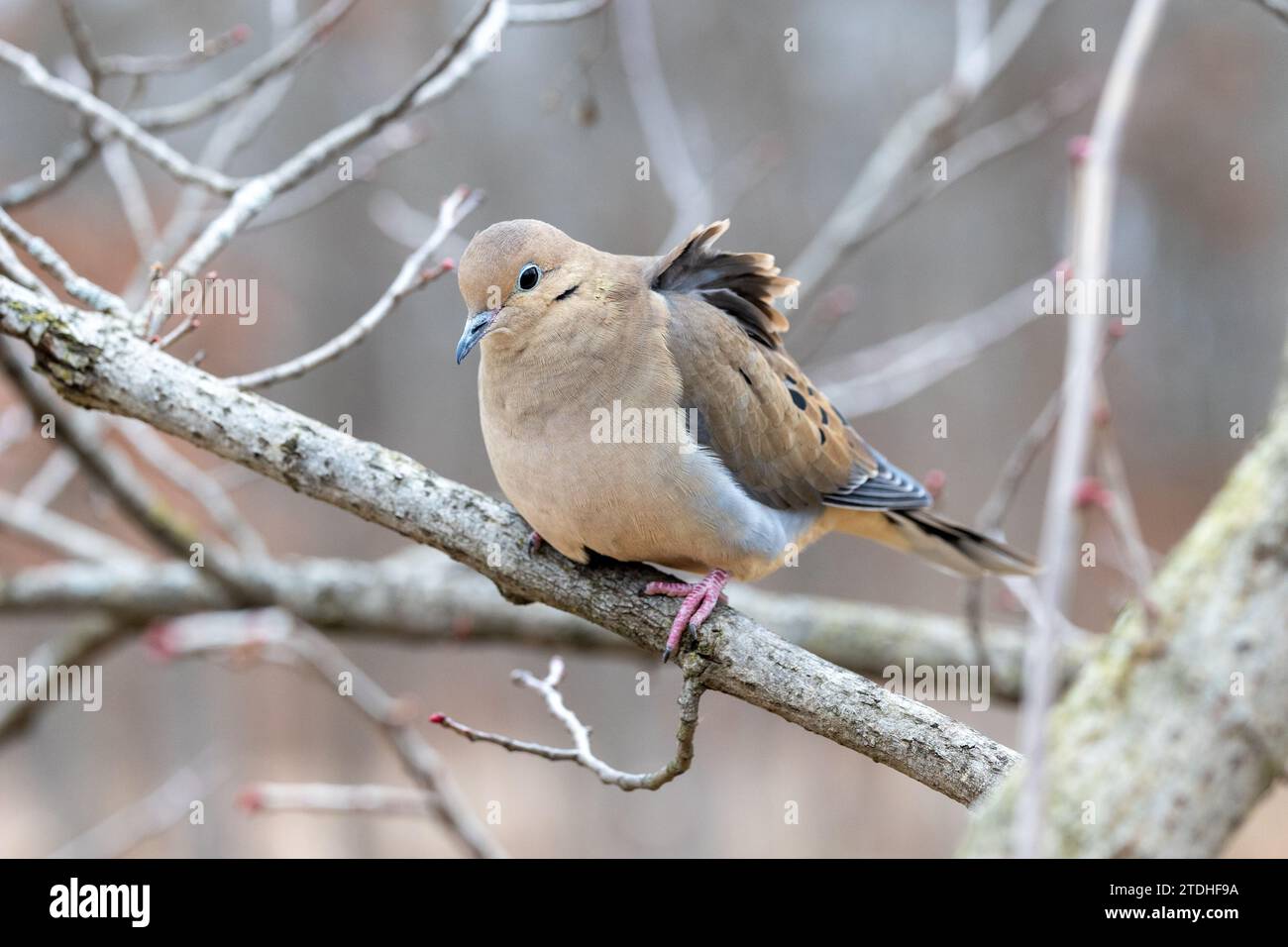 Closeup turtle perched on branch hi-res stock photography and images ...
