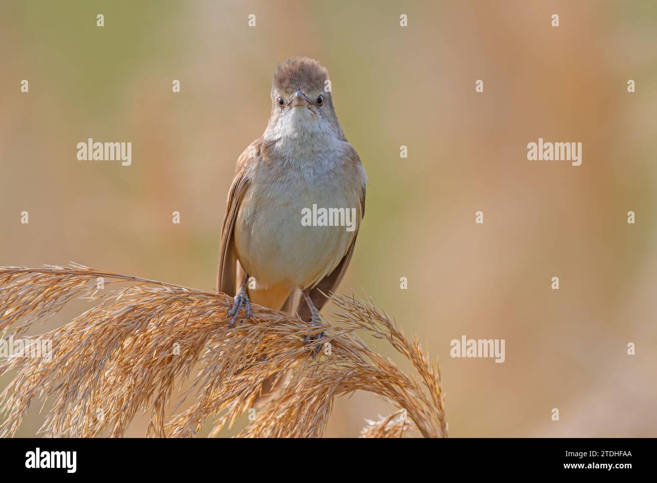 Great Reed Warbler (Acrocephalus arundinaceus), in a wetland, on a reed ...