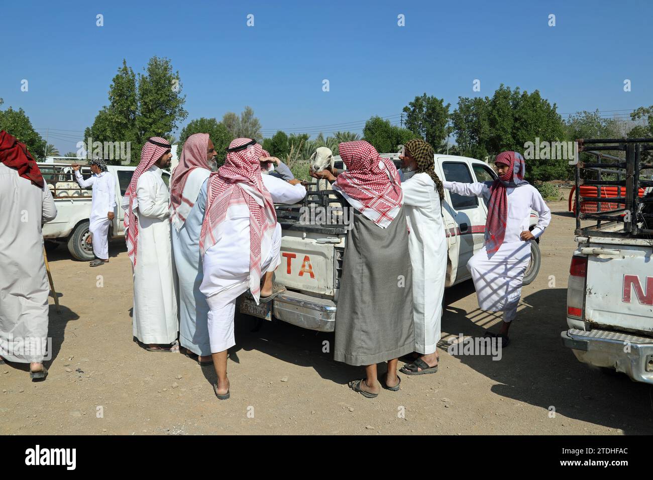 Desert sheep saudi arabia hi-res stock photography and images - Alamy