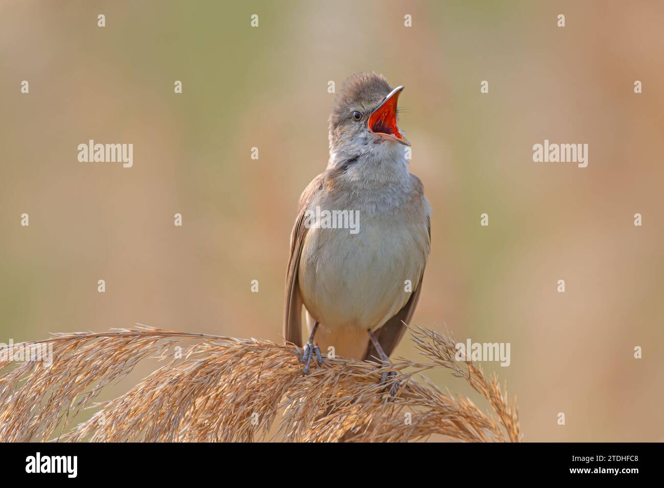 Great Reed Warbler (Acrocephalus arundinaceus) singing on a reed plant ...
